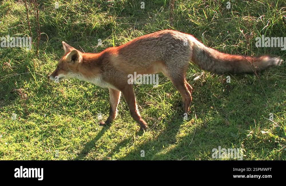 Adult red fox vulpes vulpes Stock Videos & Footage - HD and 4K Video Clips - Alamy
