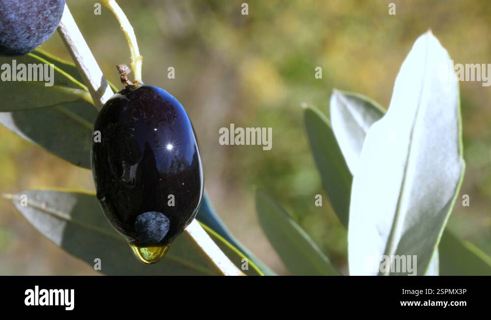 4k Nature footage. Extra virgin Olive oil dripping from black olive ...