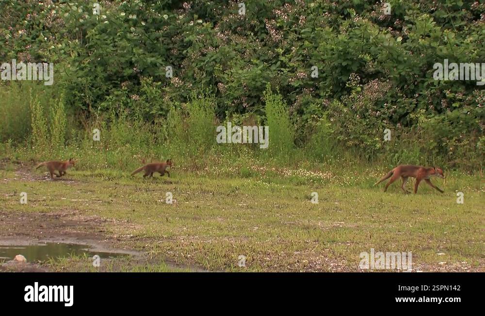 Wildlife red fox father (vulpes vulpes) visit its 2 cubs Stock Video ...