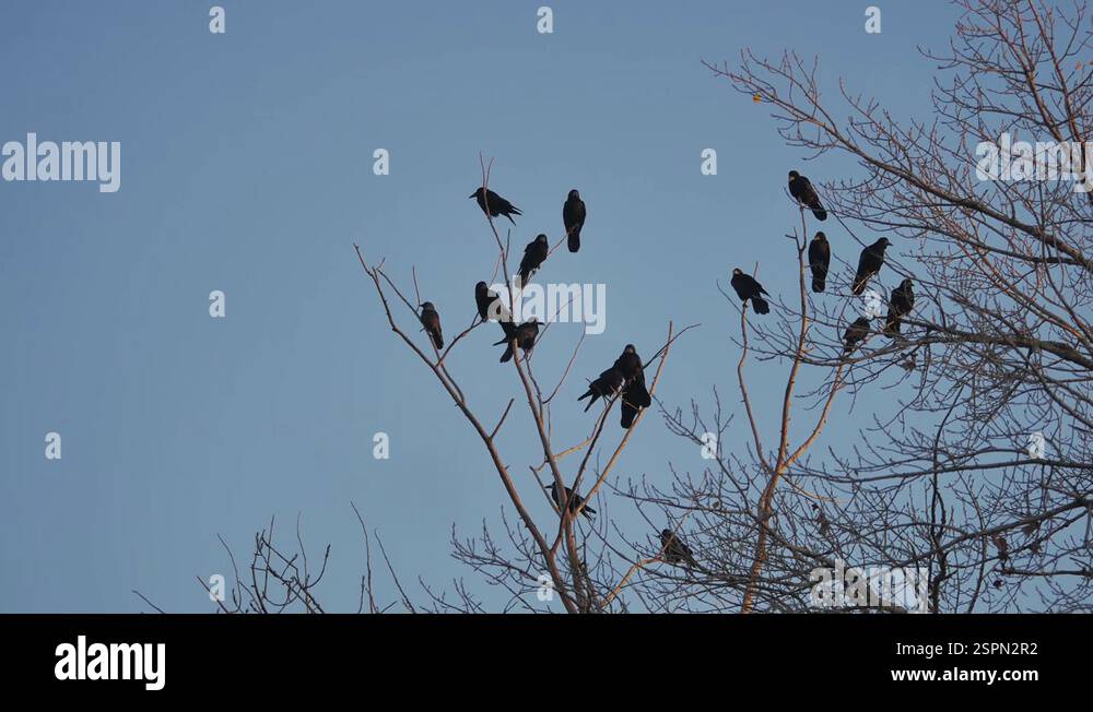 flock of raven birds sitting on a tree autumn dry branches of trees. crows birds Stock Video ...