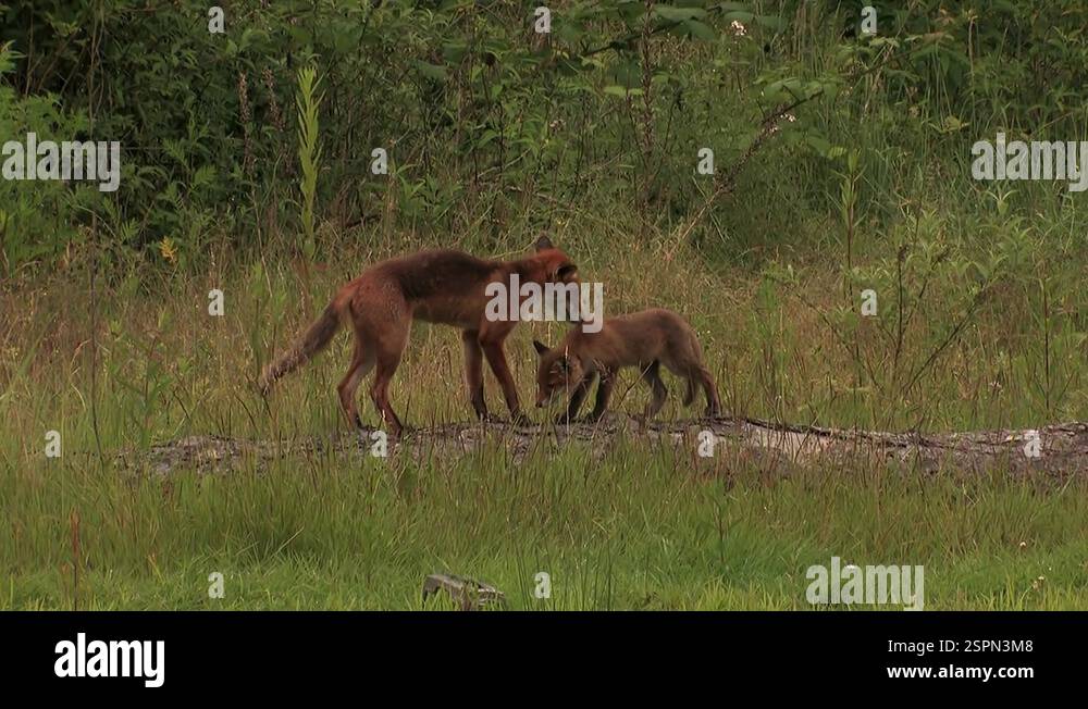 Red fox father watching what puppy is doing - wildlife - HD stock video ...