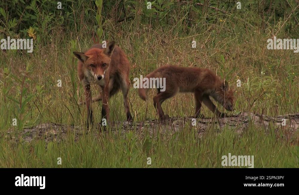 Red fox father watching what puppy is doing - wildlife - HD stock video ...