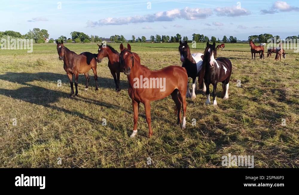 Low altitude aerial bird view footage of group of curious well trained ...