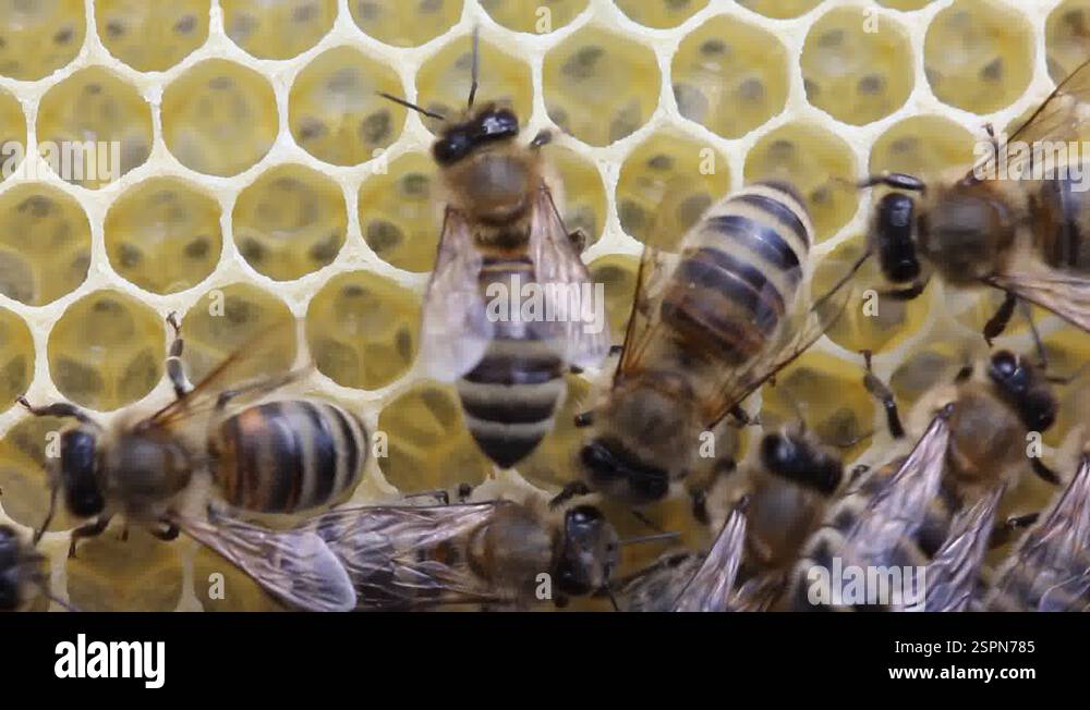 Bees on honeycombs. Work in a team Stock Video Footage - Alamy