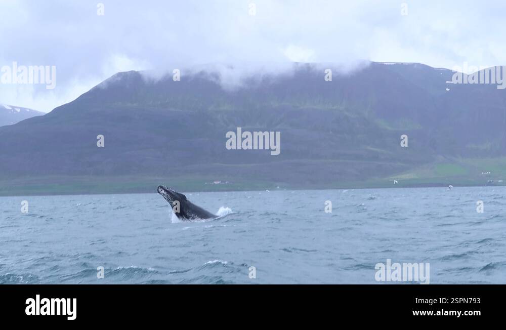 Humpback whale is swimming in his natural environment - Dalvik, Iceland ...