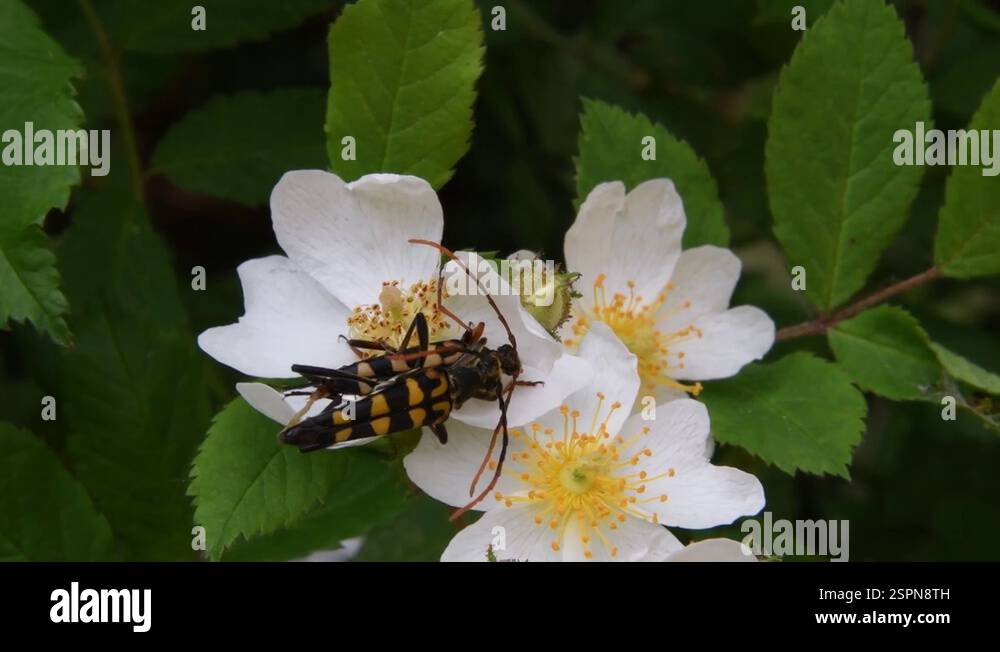 mating long-horned beetles & wild rose flowers Stock Video Footage - Alamy