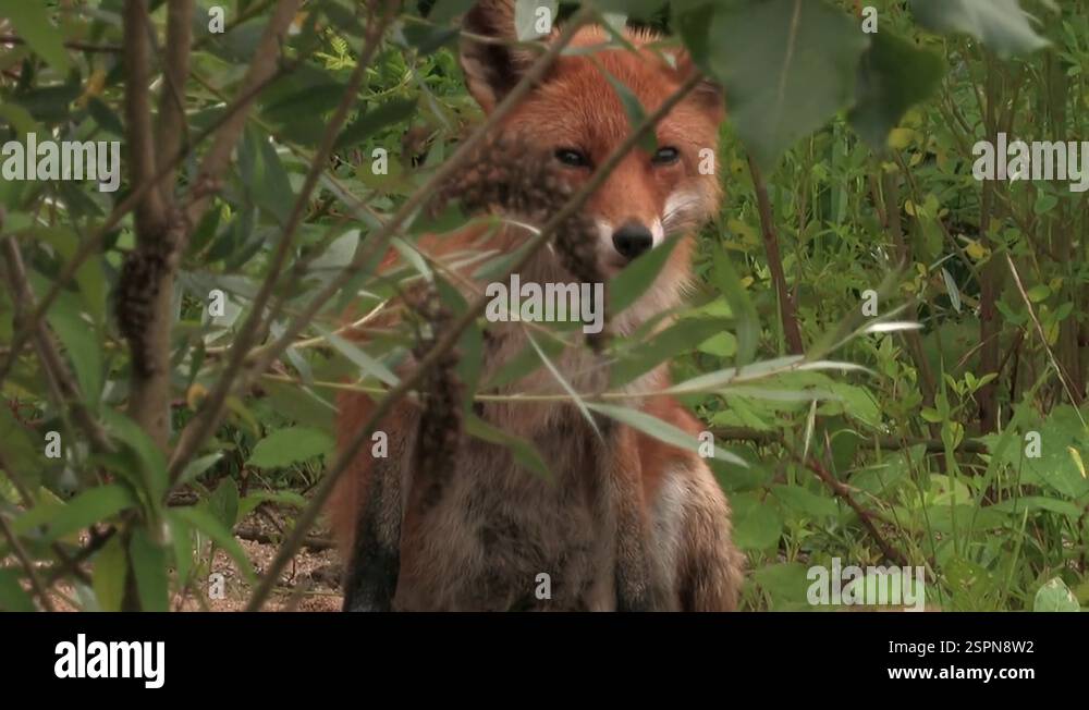 Head and body of 2 adult red foxes (male + female), closeup - wildlife - HD s Stock Video ...