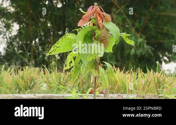 Small cocoa trees live on fertile soil in tropical countries. Cocoa ...