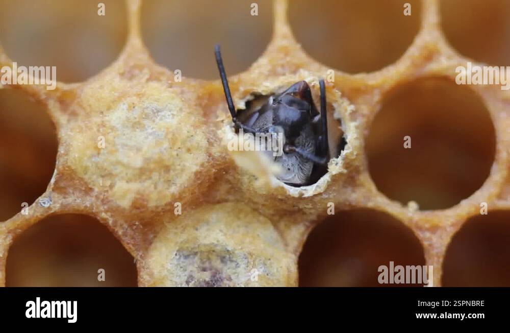 Birth of bee. Preparation bee out of cocoon Stock Video Footage - Alamy