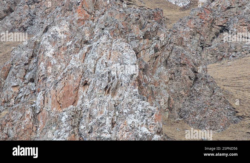 WILD Camouflaged Snow Leopard (Panthera Uncia) in Tibet walking on a ...