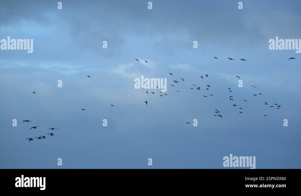 Geese coming in to land after migration England 4k Stock Video Footage ...