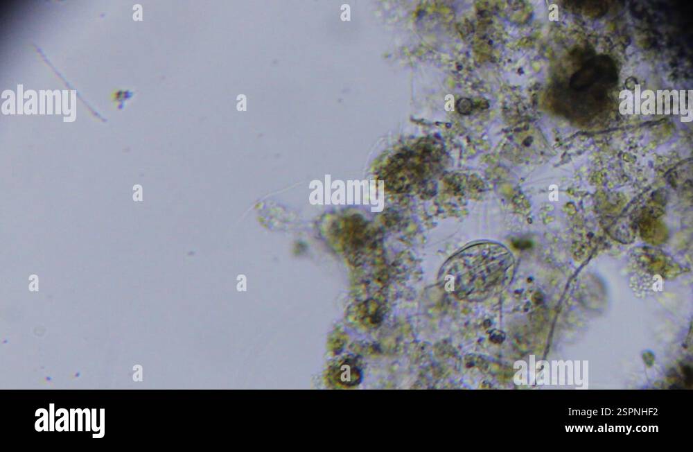 Activated sludge Stock Video Footage - Alamy