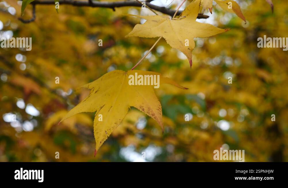 Maple Trees leaf moving in the Wind. Red maple leaf with autumn colors ...