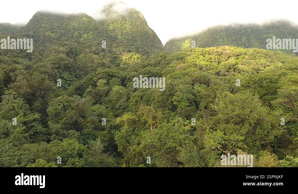 Aerial view of jungle rainforest with waterfall, Martinique Stock Video ...