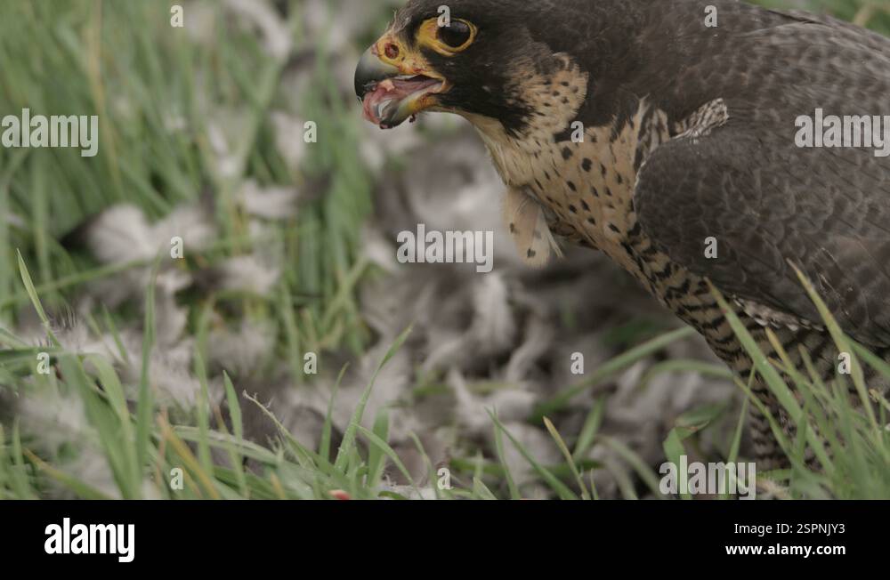 Peregrine falcon with hunted crow Stock Video Footage - Alamy
