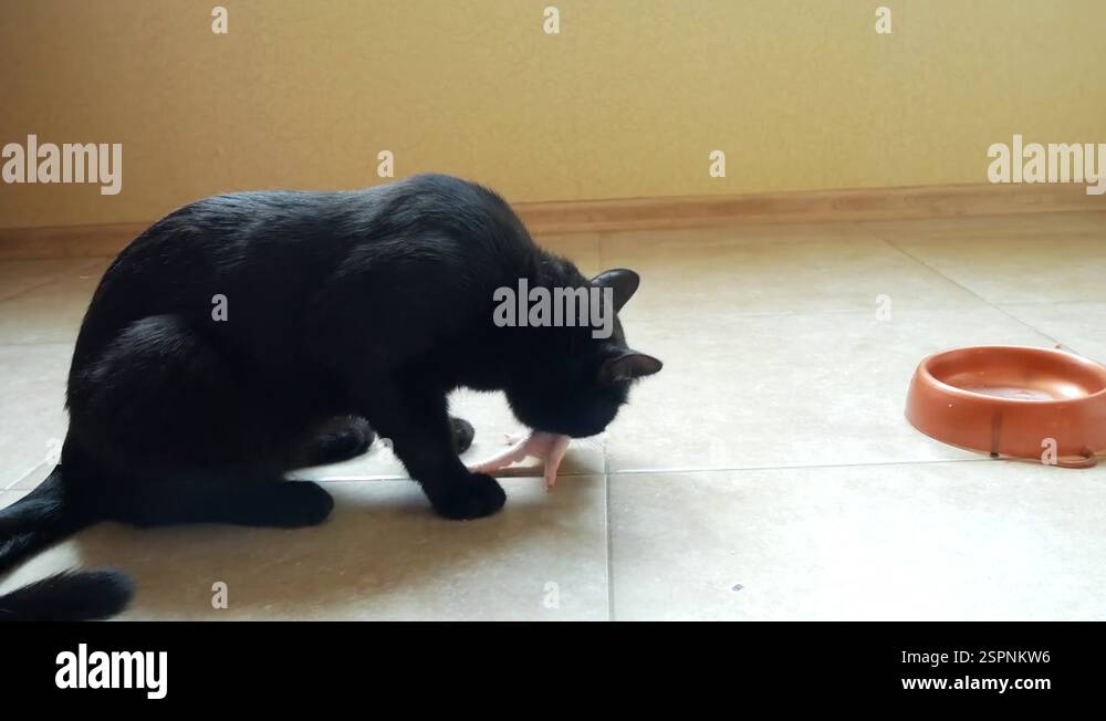 black cat eats raw chicken paw and head. 4k, close-up Stock Video Footage - Alamy