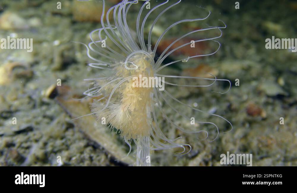 Nodding Hydroid (Corymorpha nutans Stock Video Footage - Alamy