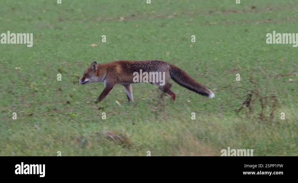 Strong red fox male (vulpes vulpes) crosses a cornfield - wildlife ...