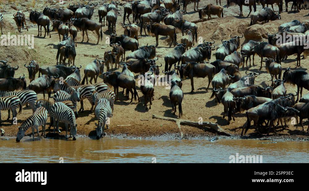 BURCHELL'S ZEBRA WILDEBEES MARA KENYA AFRICA Stock Video Footage - Alamy