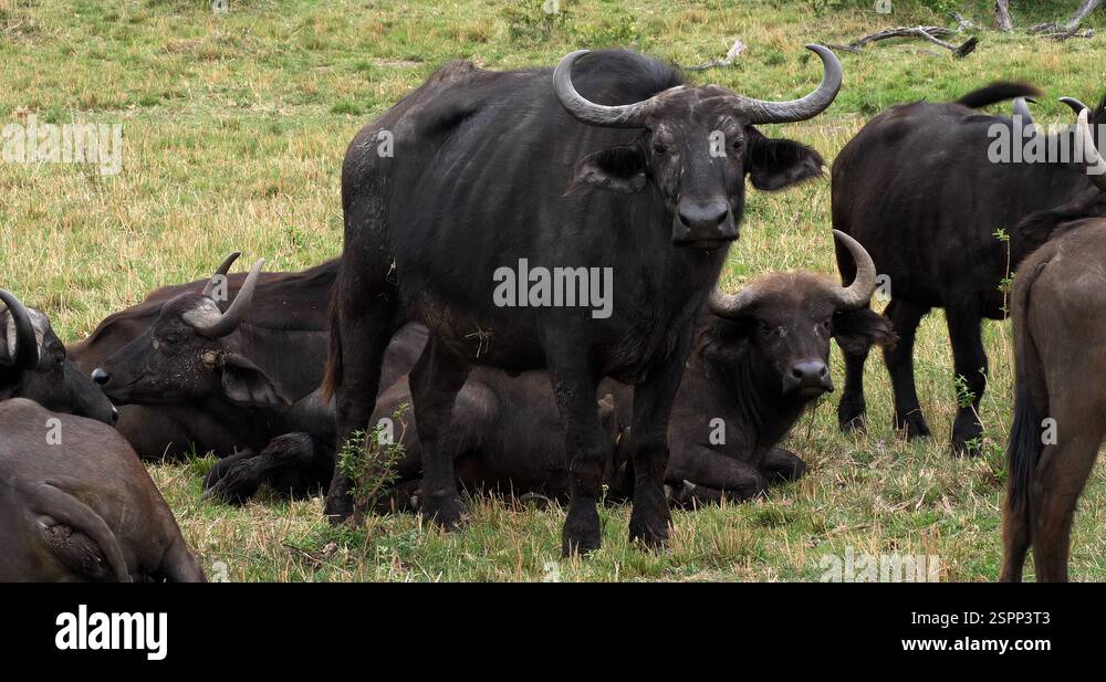African Buffalo, syncerus caffer, Group resting, Masai Mara Park in ...