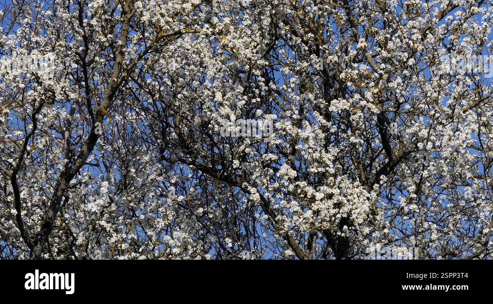 Apple orchard normandy Stock Videos & Footage - HD and 4K Video Clips ...