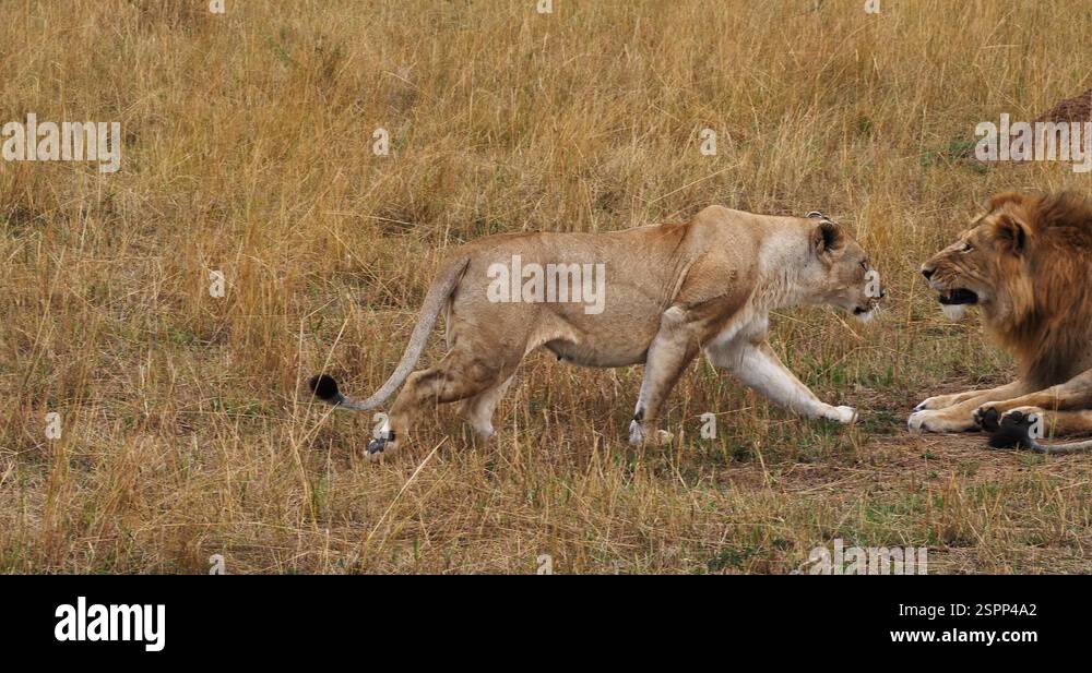African Lion, panthera leo, Pair Mating, Masai Mara Park in Kenya, Real ...