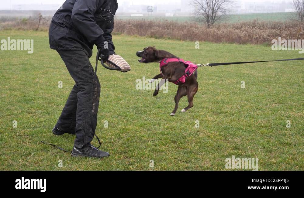 Training and exercises for the dog, defense and protection by attack ...