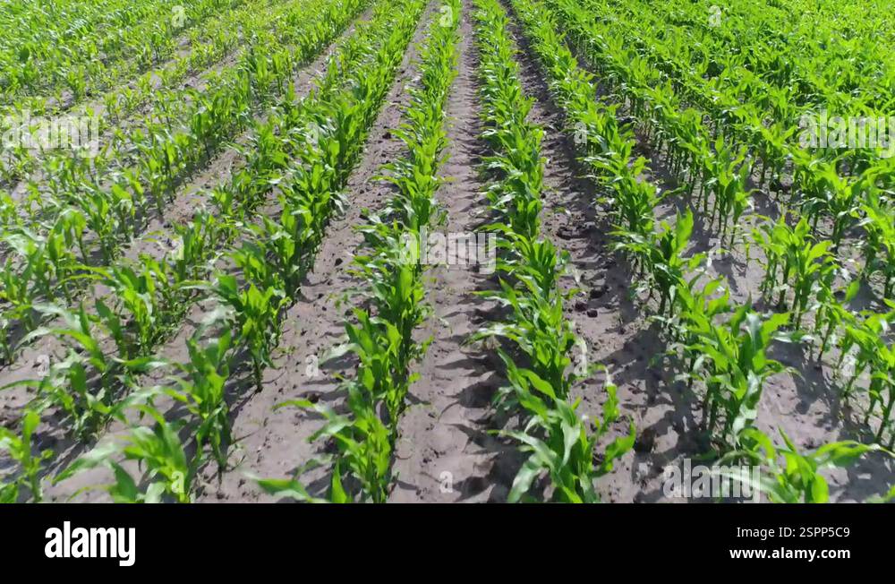 Low altitude aerial over crop field with young maize plants Stock Video ...