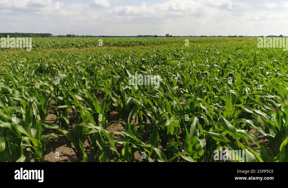 Sideways aerial over crop field with young maize plants 4k Stock Video ...