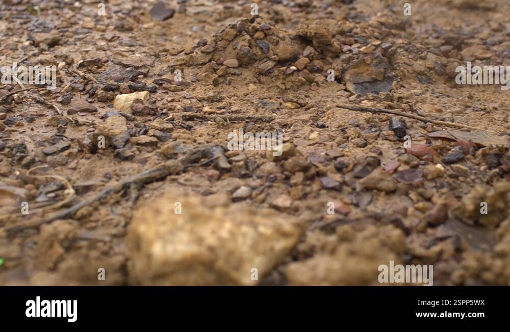 Scorpion beach Stock Videos & Footage - HD and 4K Video Clips - Alamy