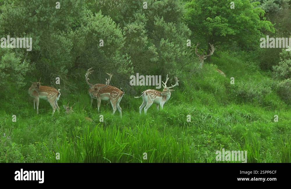Deer Stock Video Footage - Alamy