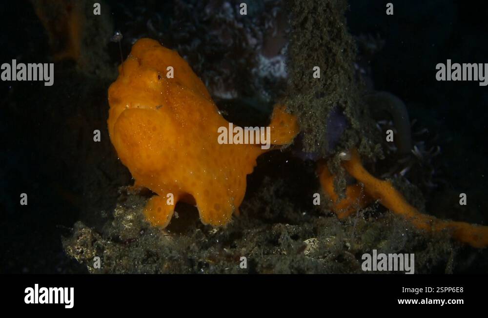 Painted Frogfish Hunting / Eating Cardinalfish Stock Video Footage - Alamy
