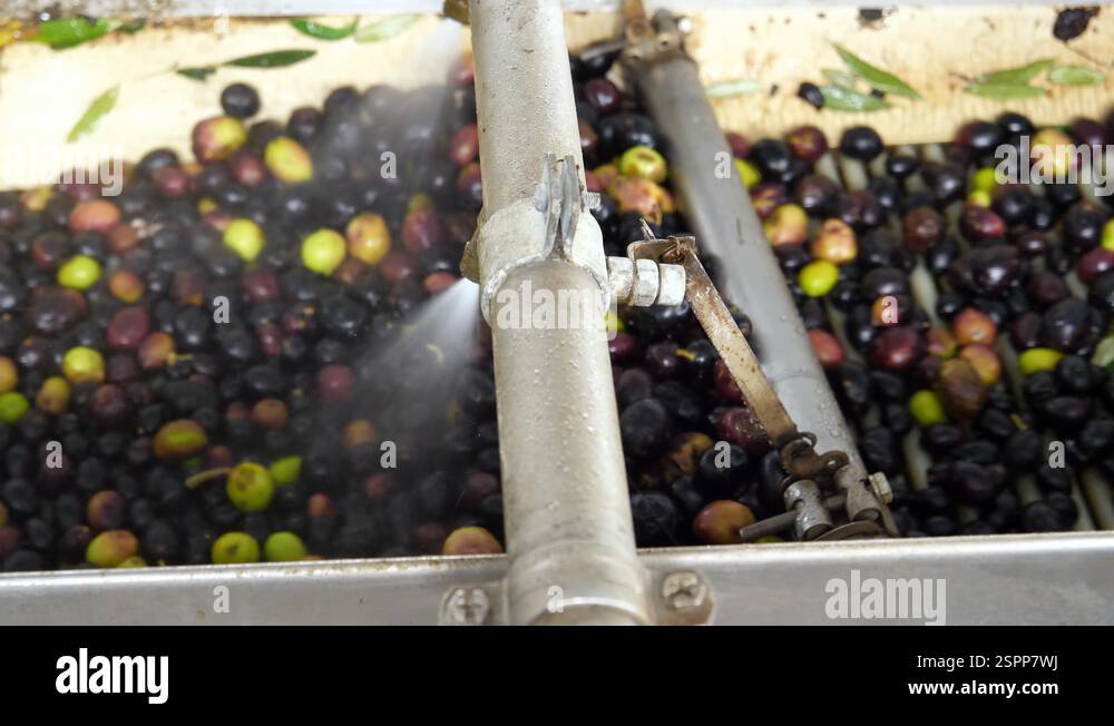 Oil mill - Process of production of extra virgin olive Stock Video ...