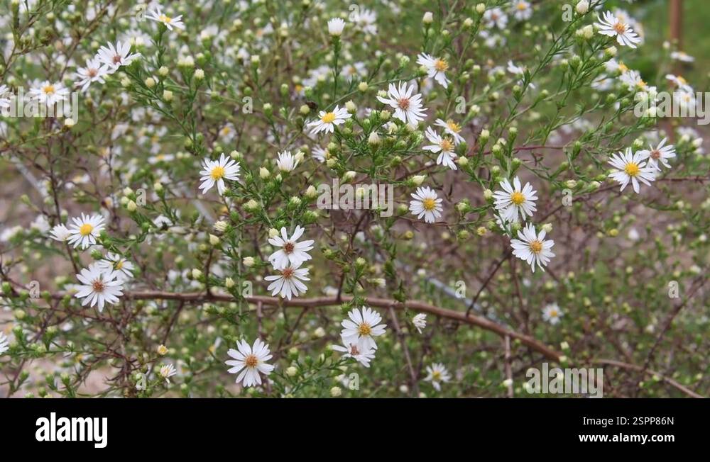 Aster weed Stock Videos & Footage - HD and 4K Video Clips - Alamy