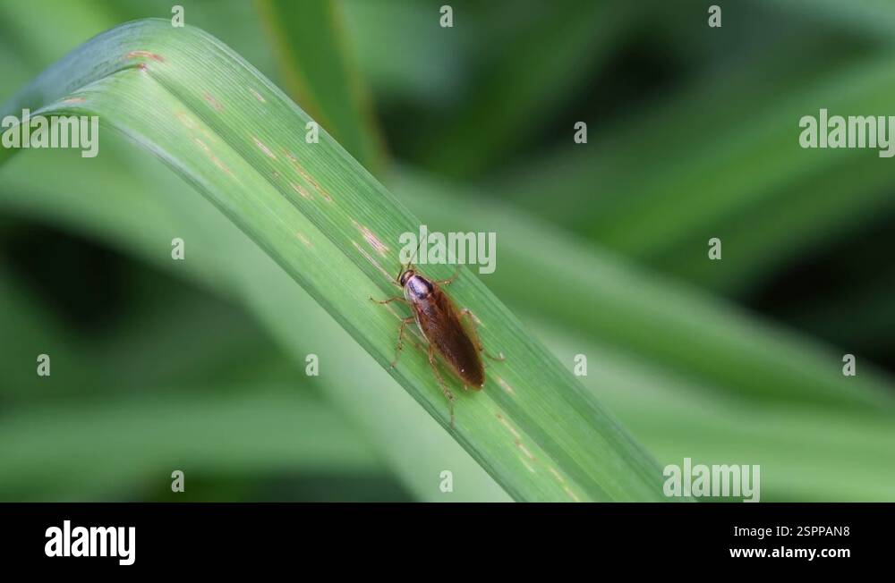 mountain cockroach sitting Stock Video Footage - Alamy