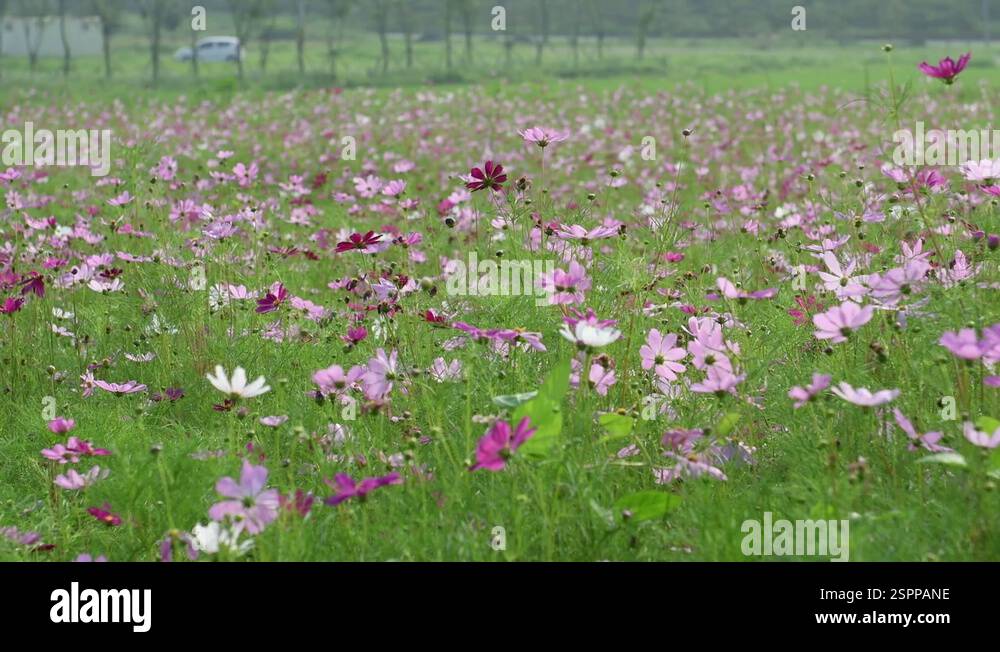 Garden common cosmos flowers Stock Videos & Footage - HD and 4K Video ...