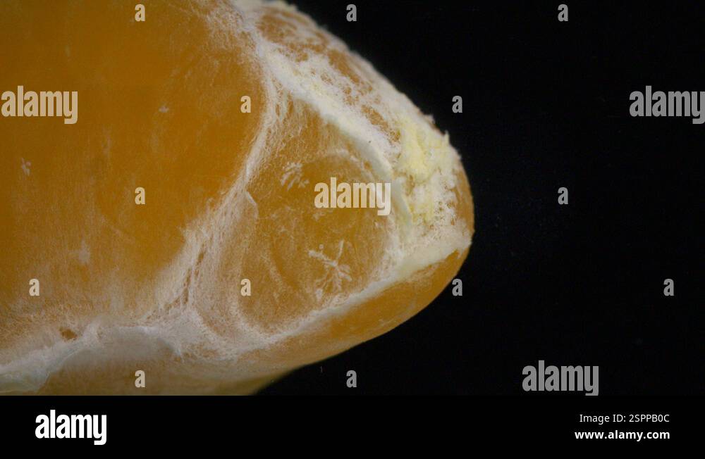 Orange fruit exploding with healthy nutritious juice. Healthy food ...