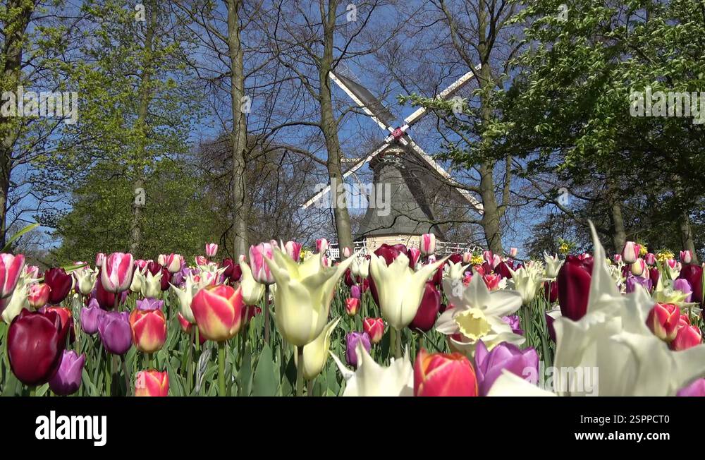 Low angle footage of typical dutch classic operational windmill 4k ...