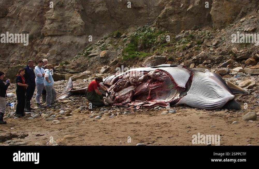 AUTOPSY ON A WASHED UP WHALE SOUTH BAY SCARBOROUGH Stock Video Footage - Alamy