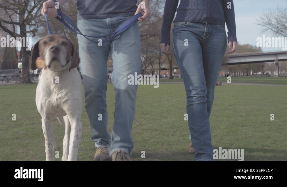 Low profile shot of an adorable dog walking with his owners on a park ...