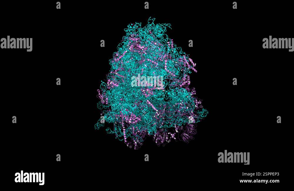 Ribosome Stock Videos & Footage - HD and 4K Video Clips - Alamy