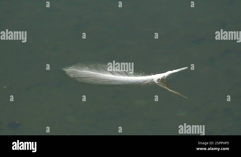Plume bird Stock Videos & Footage - HD and 4K Video Clips - Alamy