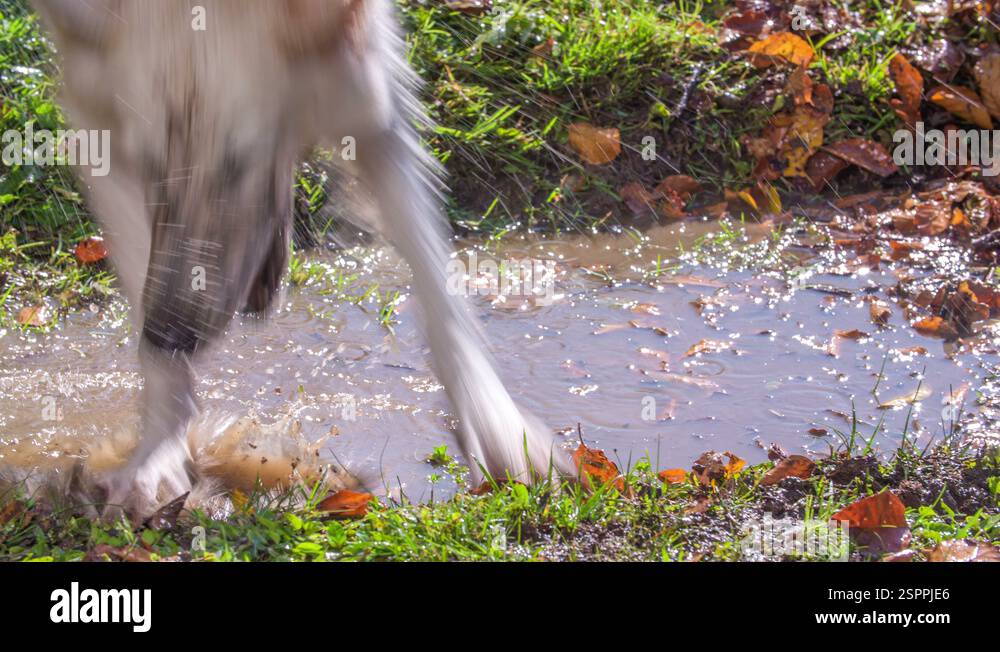 Jumping into a dirty puddle to grab a stick Stock Video Footage - Alamy
