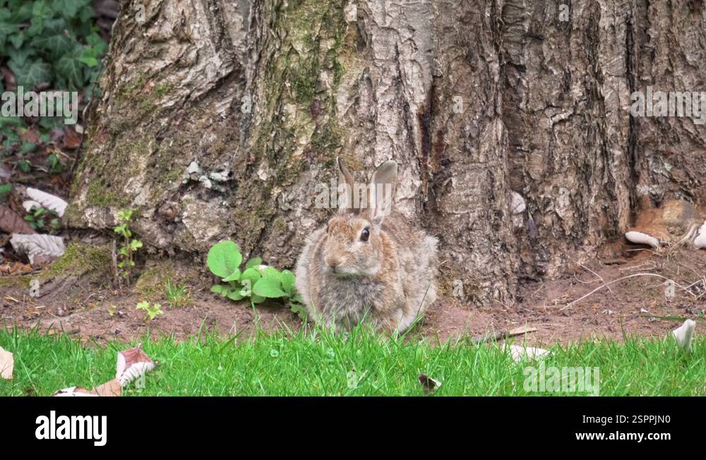 Bunny rabbit uk Stock Videos & Footage - HD and 4K Video Clips - Alamy