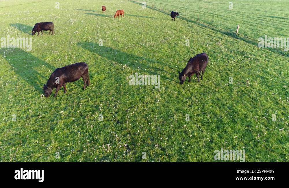 Close up aerial of Aberdeen Angus cattle flying backwards over the cows ...