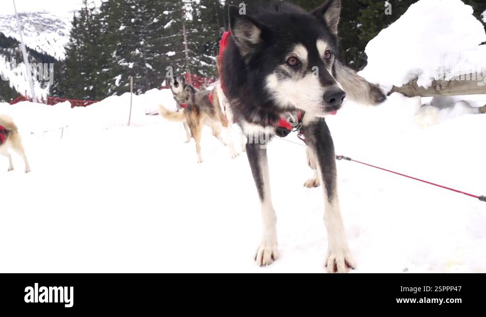 Courchevel is a French Alps ski resort Alaskan Husky dogs dragging a ...