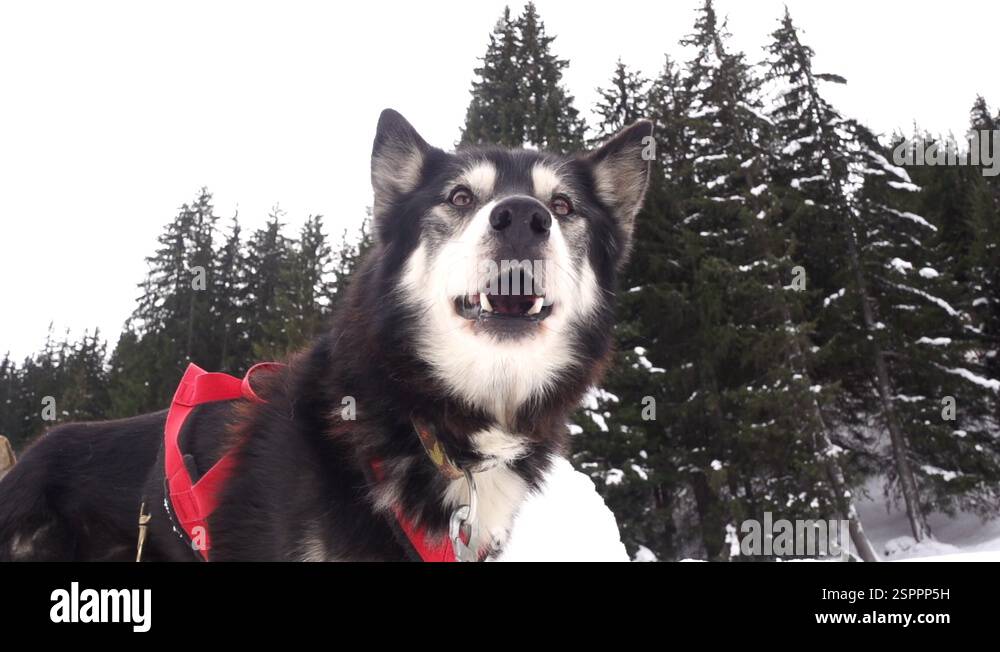 Courchevel is a French Alps ski resort Alaskan Husky dogs dragging a ...