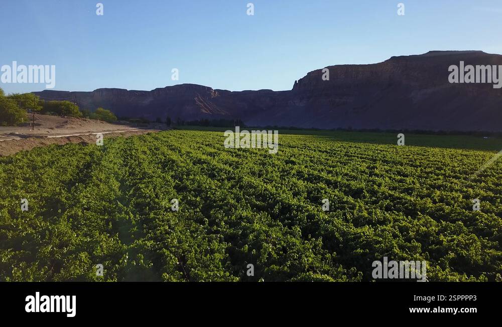 Noordoewer Orange River grape crops plantation in Namibia, southern ...