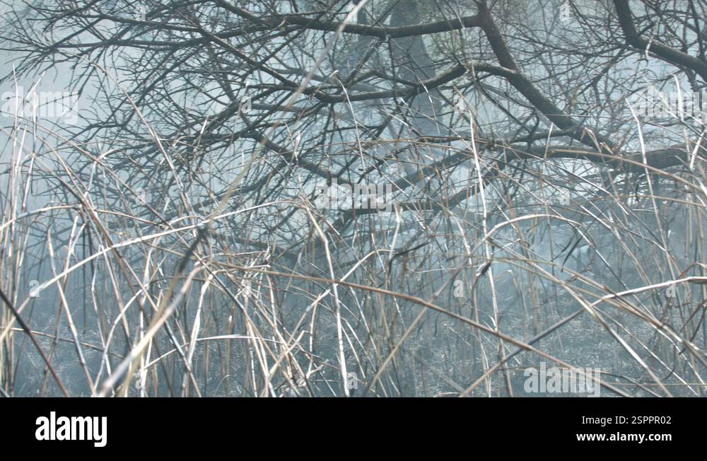 Burned destruction of felled tree at the edge of a bush fire with smoke ...