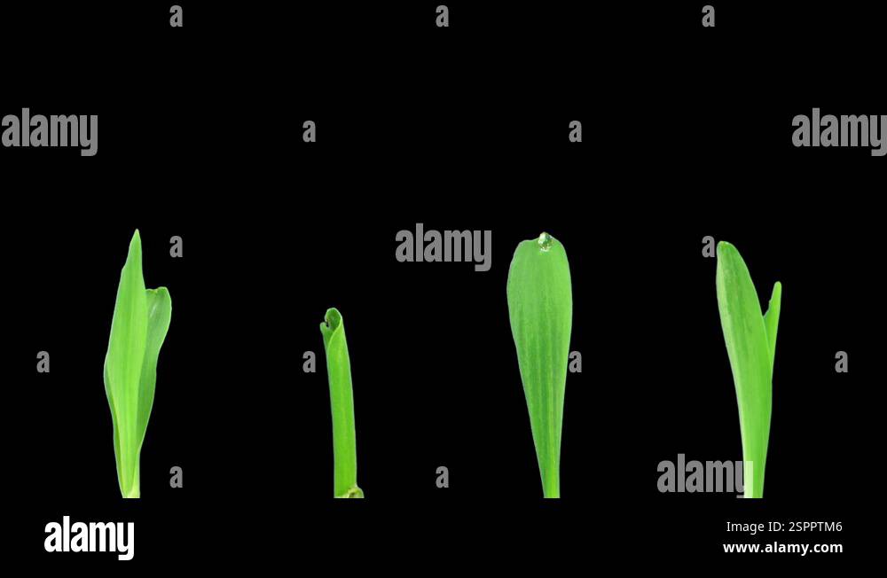 Time-lapse of growing maize vegetable in RGB + ALPHA matte format Stock ...